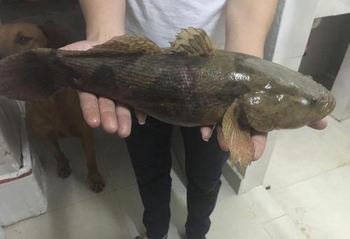 The rapidly rising bamboo shell fish will challenge the tilapia's ...