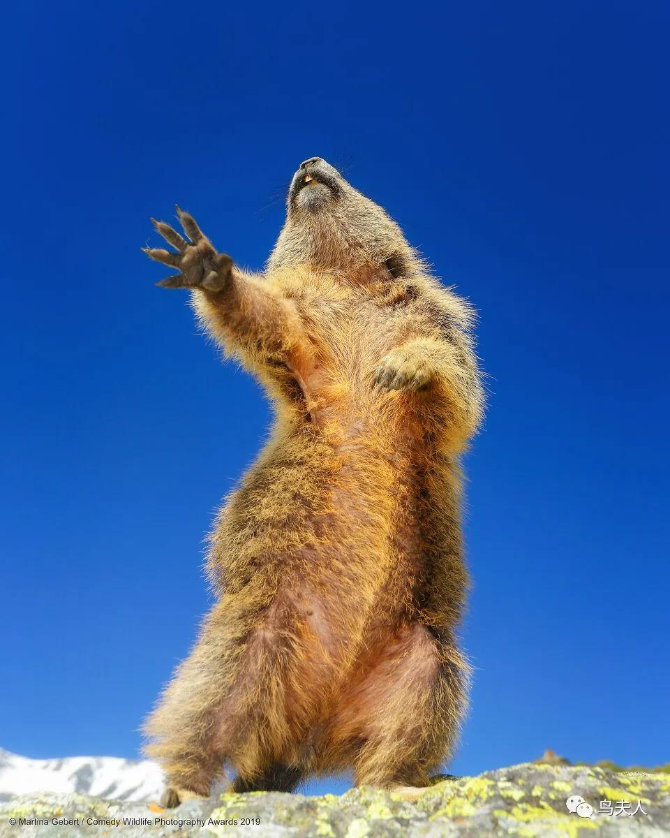 Laughing Mouse...Comedy Wildlife Photography Award - iNEWS