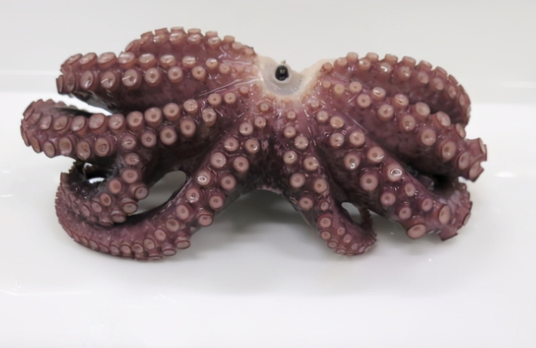 Must not be discharged into the sea! Mutant octopus appears in Japan ...