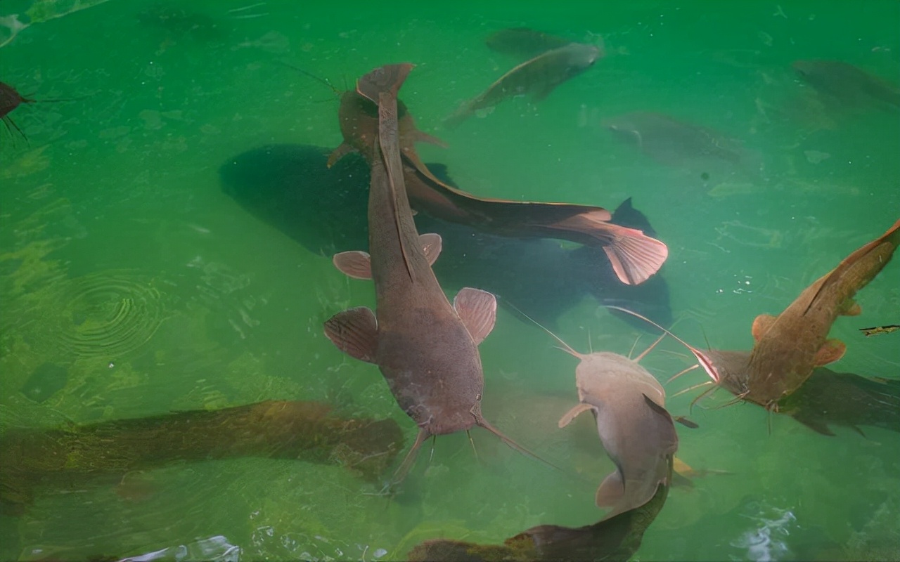 African catfish invaded China and reproduced 4 times a year. Both the ...
