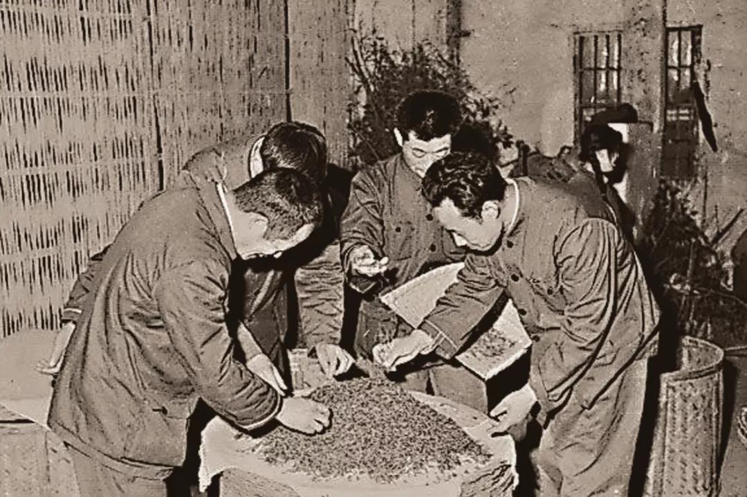 Why did Zisun tea become the tribute tea favored by ancient emperors ...