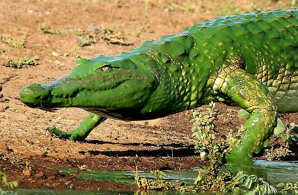 20 thrilling animal photos: green water monsters in the swamp, venomous ...