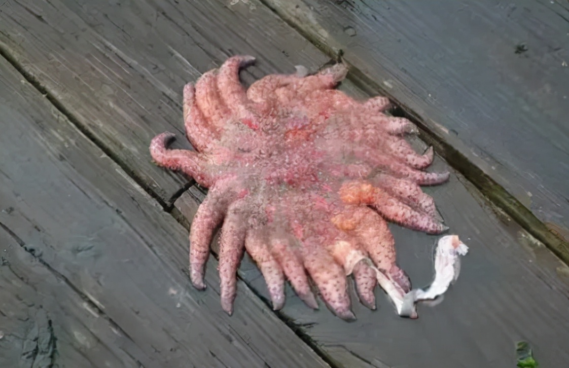 Compared with congenital gene mutations, which mutated animals caused ...