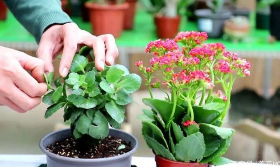 For the longevity flower at home, use one method to make it grow into ...