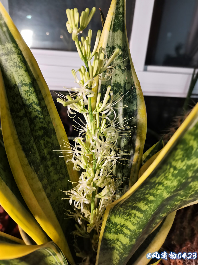 Tigertail orchid blooming (21-204) - iNEWS