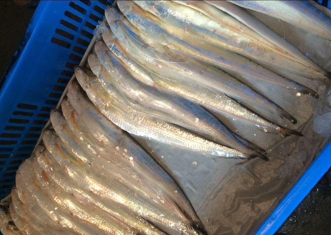 Soldier fish saved "Soldier": From no one to ask forces, the rise of ...