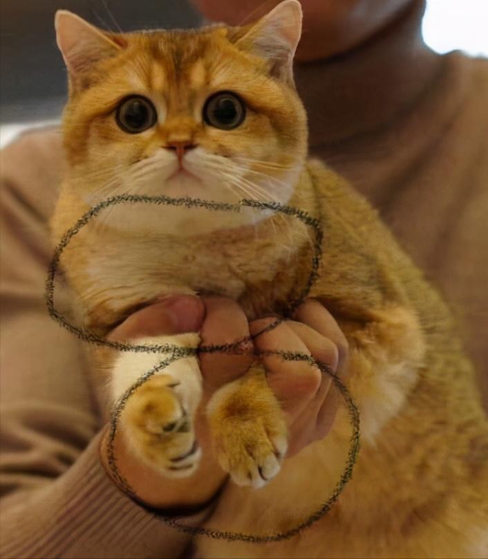 Detailed scientific explanation of the gold gradient cat color number ...