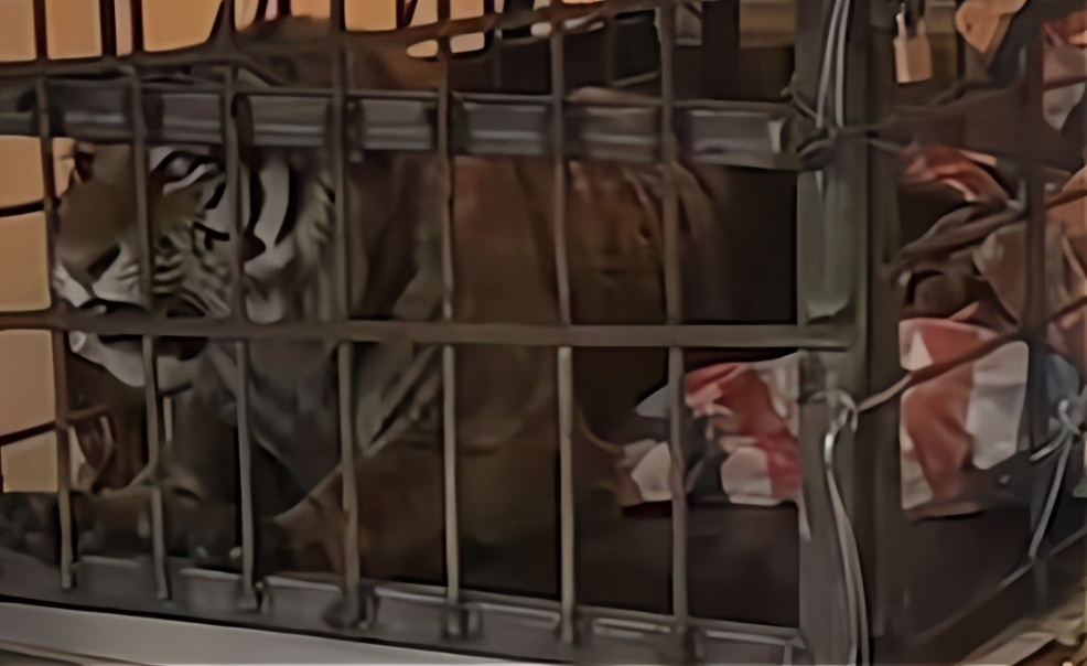 If there are Siberian tigers again, will it cause harm to people?Why do ...