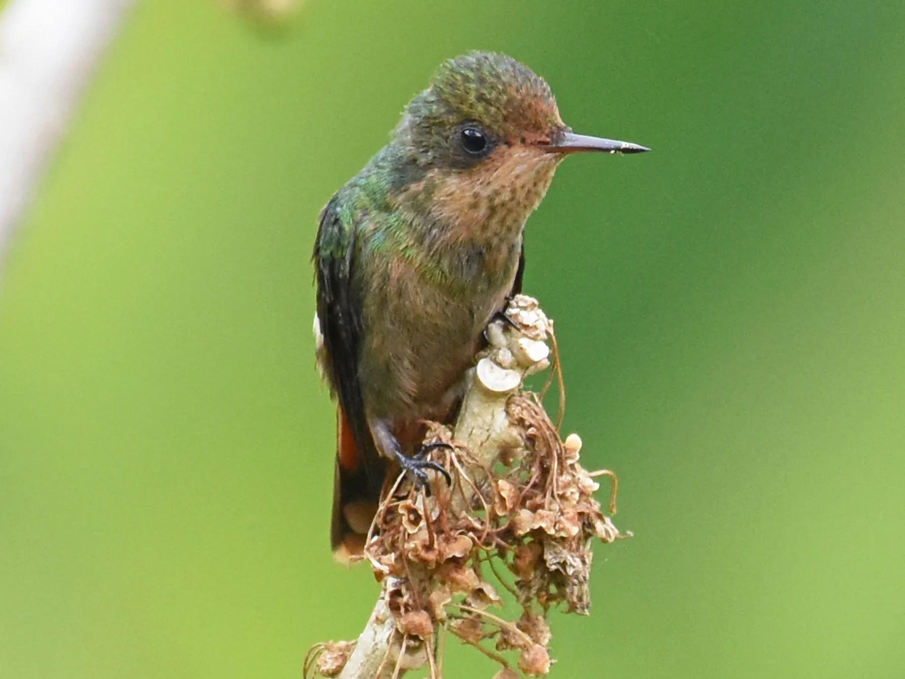 The hummingbird among the hummingbirds, the elves among the elves - iNEWS