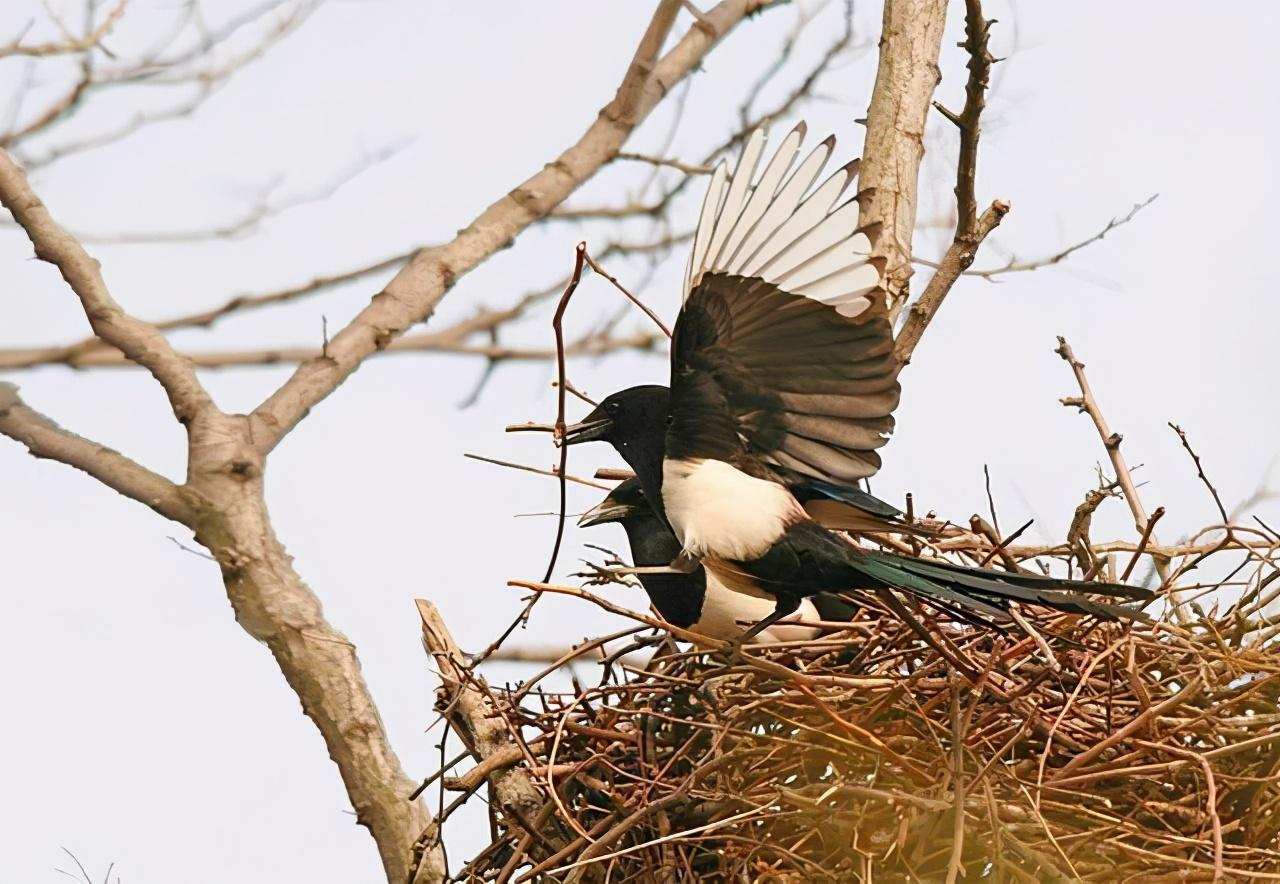 Why does the magpie, which symbolizes "happy event", never fly to Japan ...