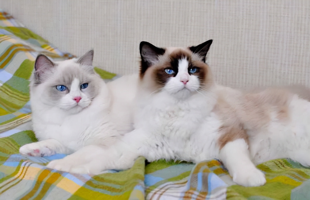 Cat Frost Resistance Ranking: The 6 most "not afraid of cold" cats, don ...
