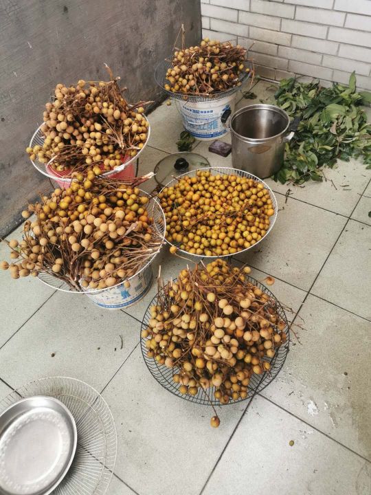 It's the season of drying longan again, how to make golden longan meat ...