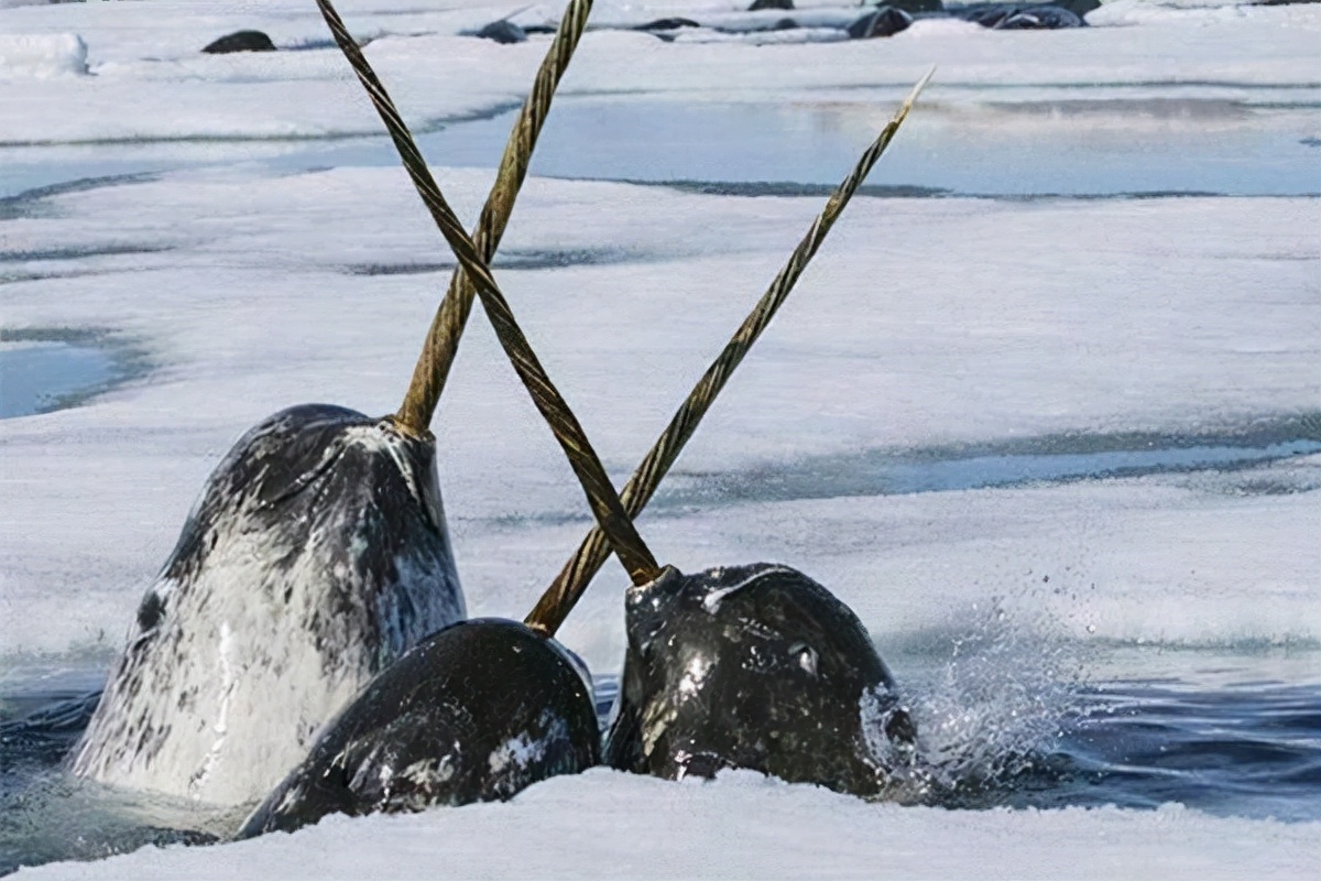 The "most arrogant animal" in the world has teeth more expensive than ...