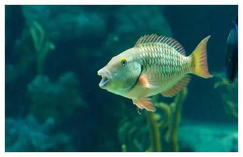 Where there is water, fish will be born over time, and where do those ...