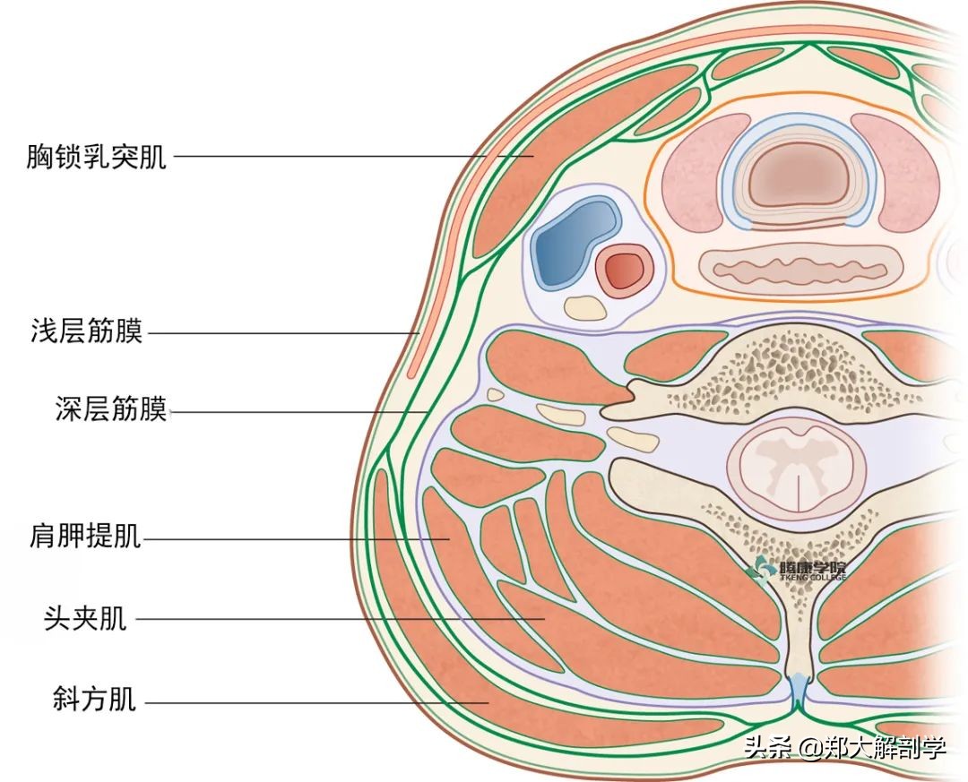 淺層頸部筋膜的手法治療 - 資訊咖
