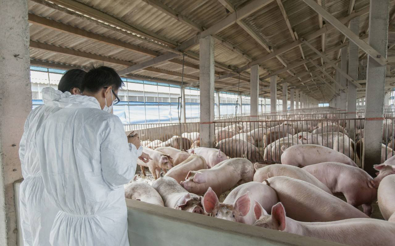 Huawei's "smart pig raising” has been long overdue. Why do big ...