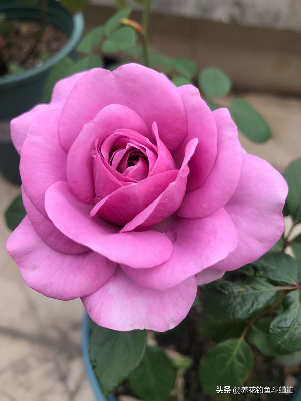 The rose "Mercury King" pulled down from the altar can survive by ...