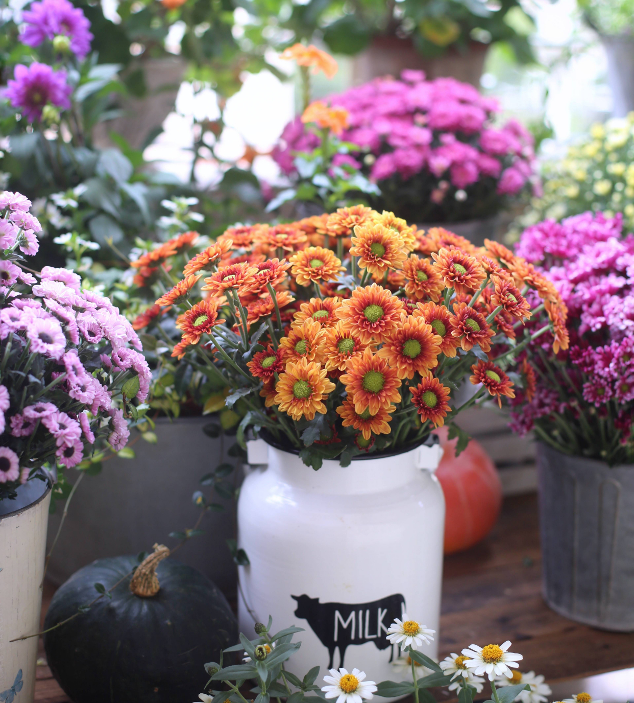 4 kinds of "fashionable flowers", which can burst into pots even ...