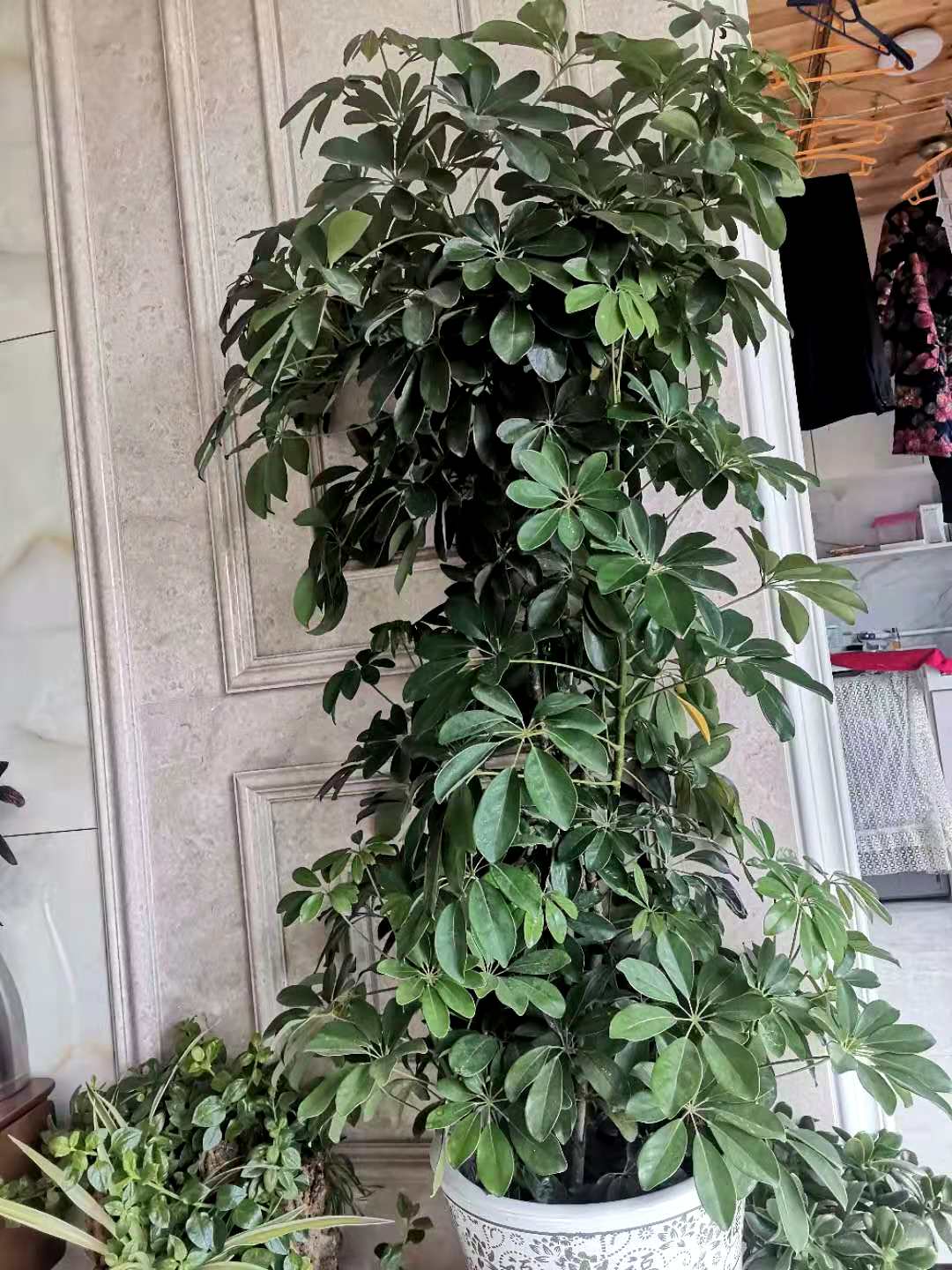 To Flower Friends: Raising Duck's Foot Tree in this way will grow into ...