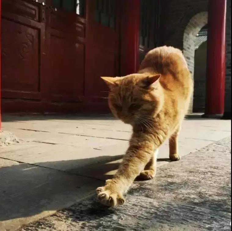 The cats in Xi'an are different, they all have culture!It's a good ...