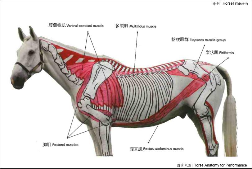 Muscle chain and core muscles - iNEWS