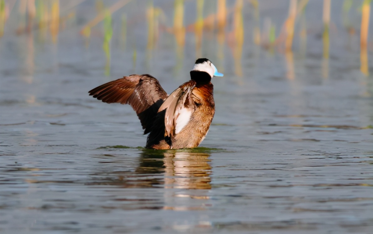 In the face of breeding competition, the duck can change its size, even ...