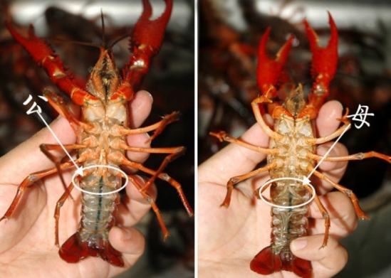 How many Japanese crayfish are there?Is it useful to designate as an ...