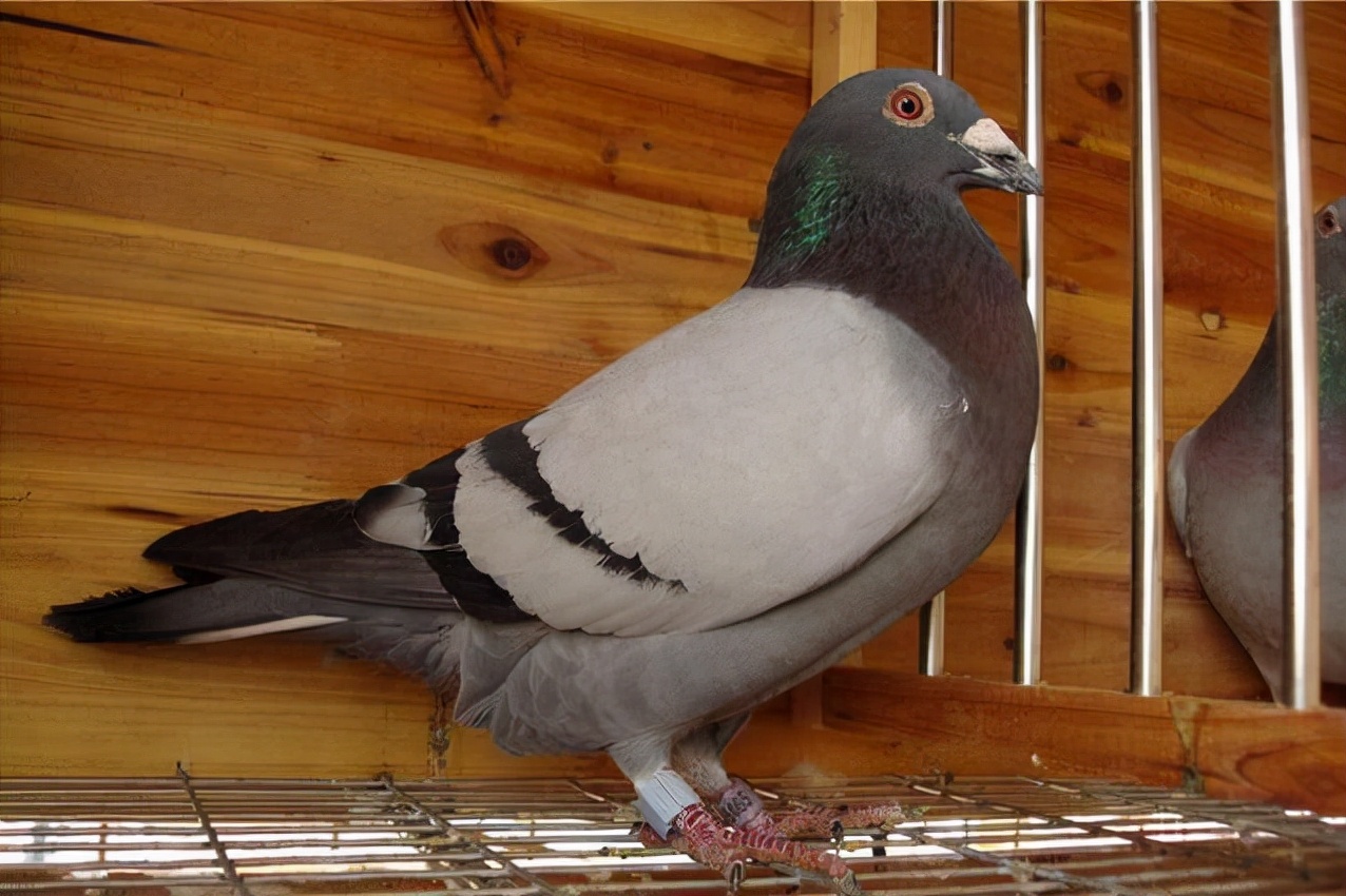 How to treat a single eye cold in a homing pigeon - iNEWS