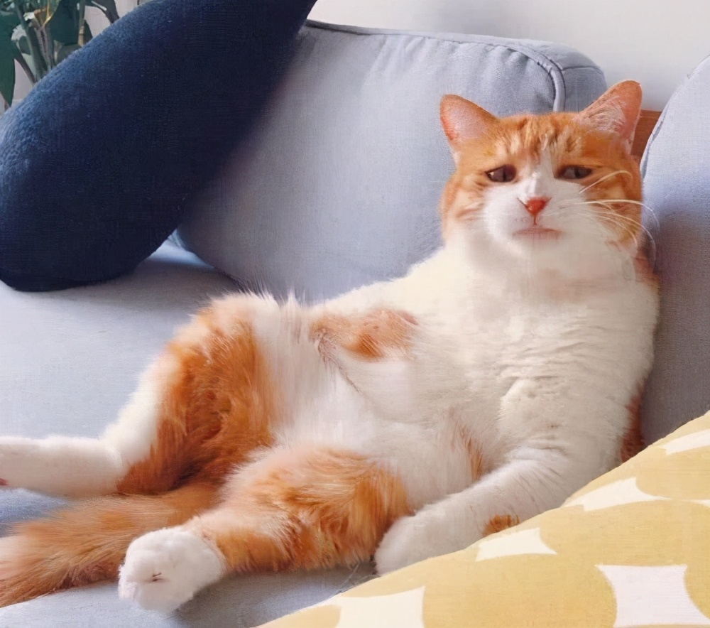 Advice: These performances of a cat indicate a high IQ. Don't ...