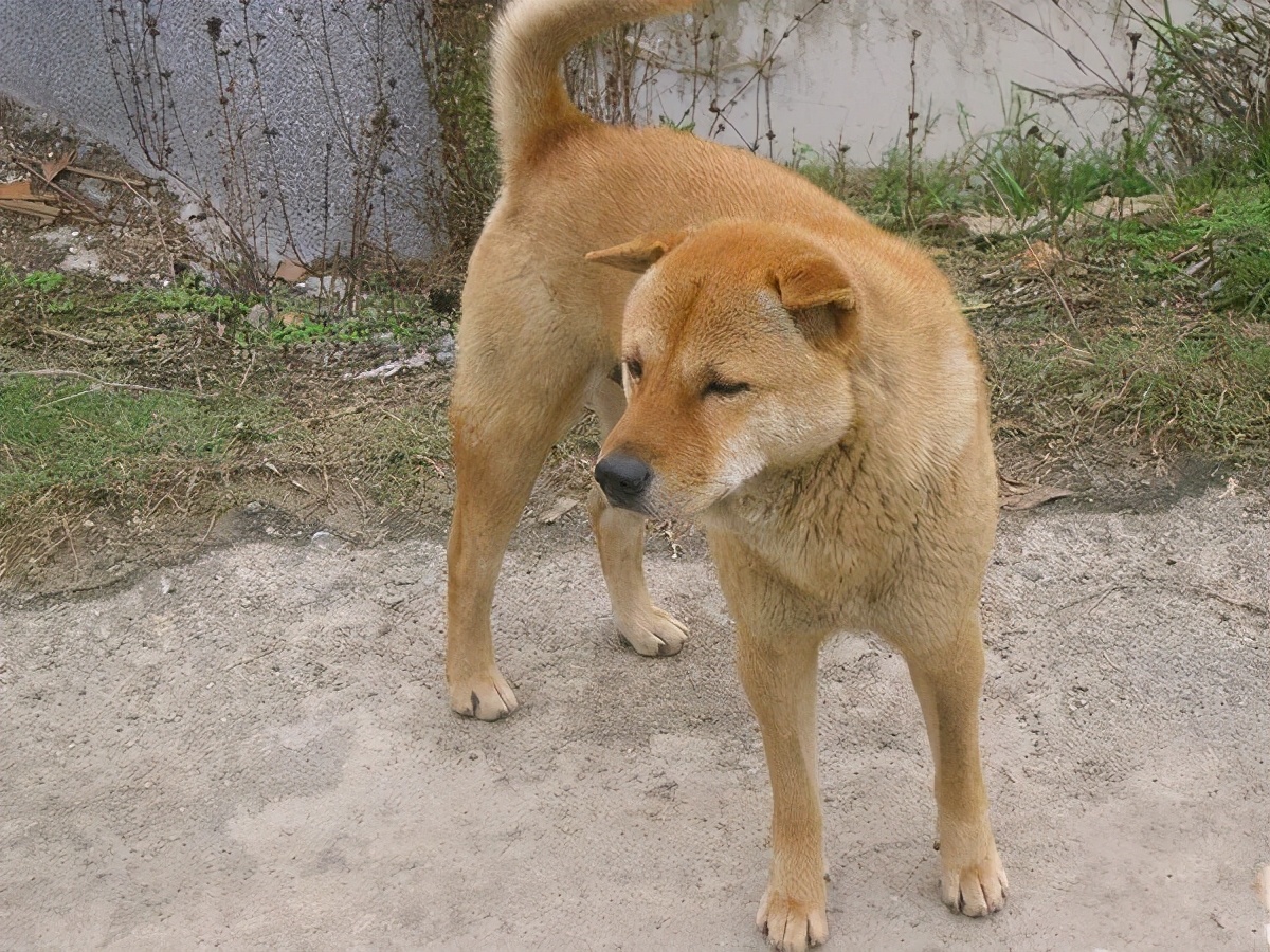These 6 kinds of "Chinese native dogs" are worth raising. Give them a ...