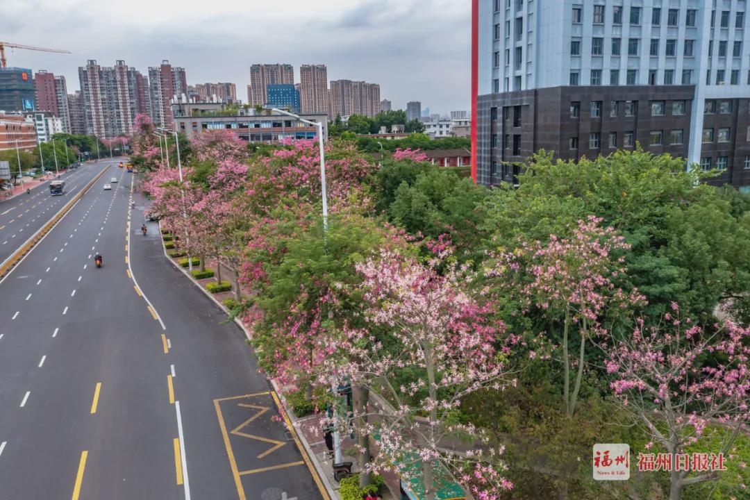 In Fuzhou's autumn, the blooming season of the beauty tree and the luan ...