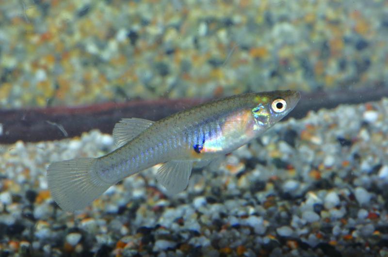 An exotic species of mosquito fish invaded China, eating 2,000 ...