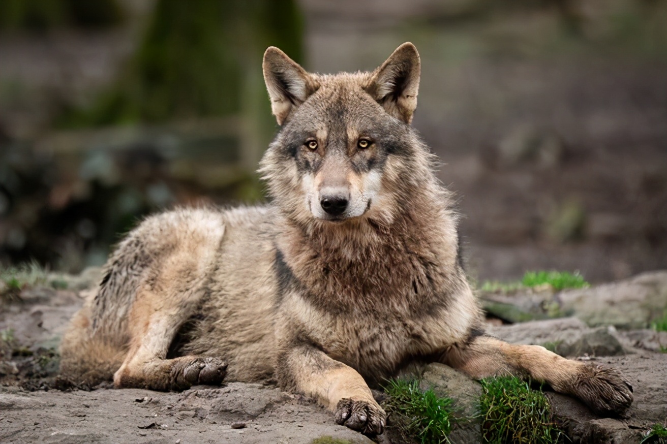 Strange knowledge has increased!The mating and reproduction of wolves ...