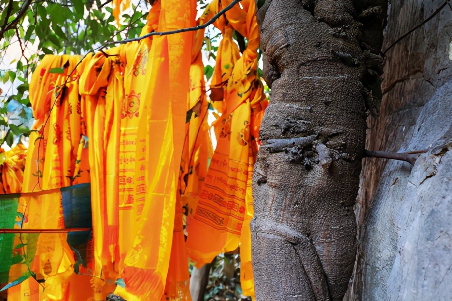 This thousand-year-old Bodhi tree in China stretched out its "Buddhist ...