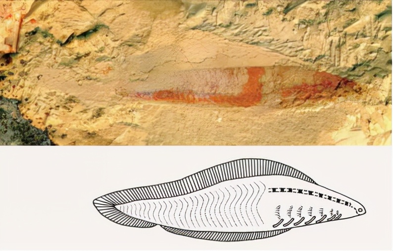 Scientist: Humans all evolved from fish. How did fish evolve into ...