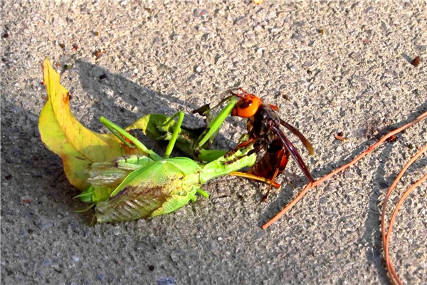 What is the most terrible poisonous bee in the world? African killer ...