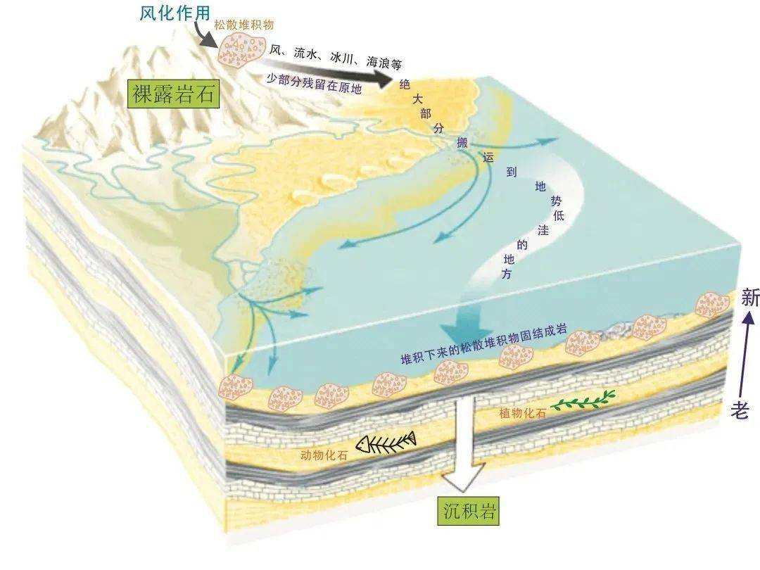 Coal is formed by plants and has abundant reserves, but did the ancient ...