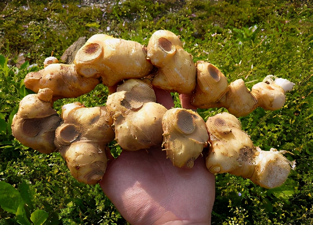 The wonderful prescription recorded by Li Shizhen in "Compendium of ...