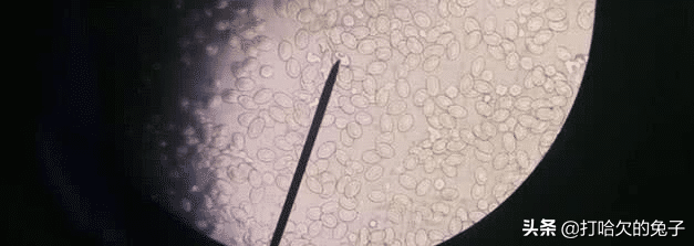 What is the mud that is rubbed in the bath? The microscope is magnified ...