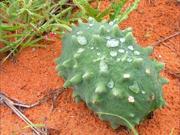 Biological Album: Who are qualified to eat melons, what are the 7 wild ...