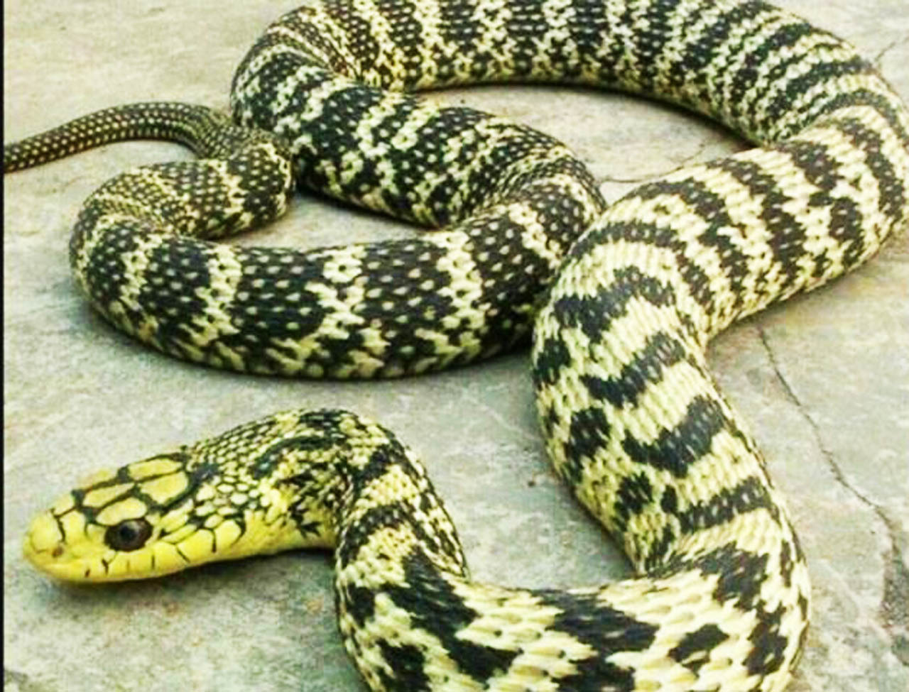 Sansuo Jin snake, fierce temperament but magical effect, people also ...