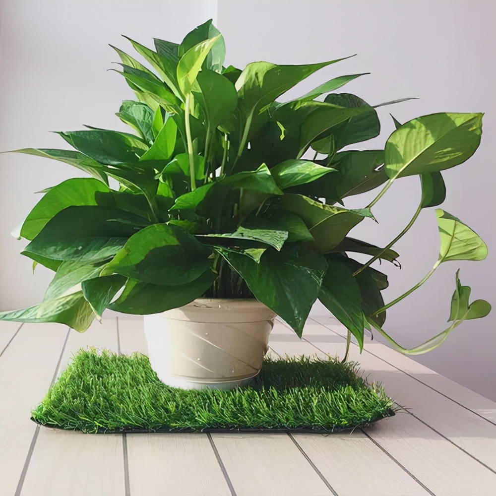 How to hydroponic green dill? - iNEWS