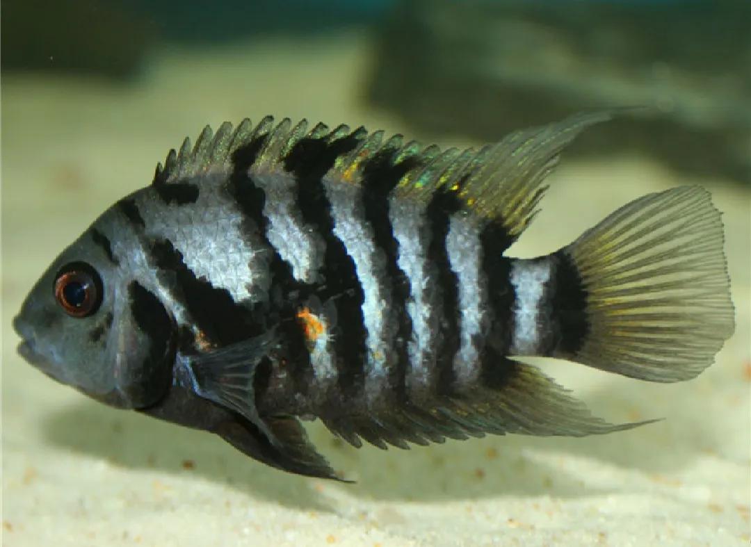 Blood parrot fish-macaw fish-rohan fish, they are all hybrids - iMedia