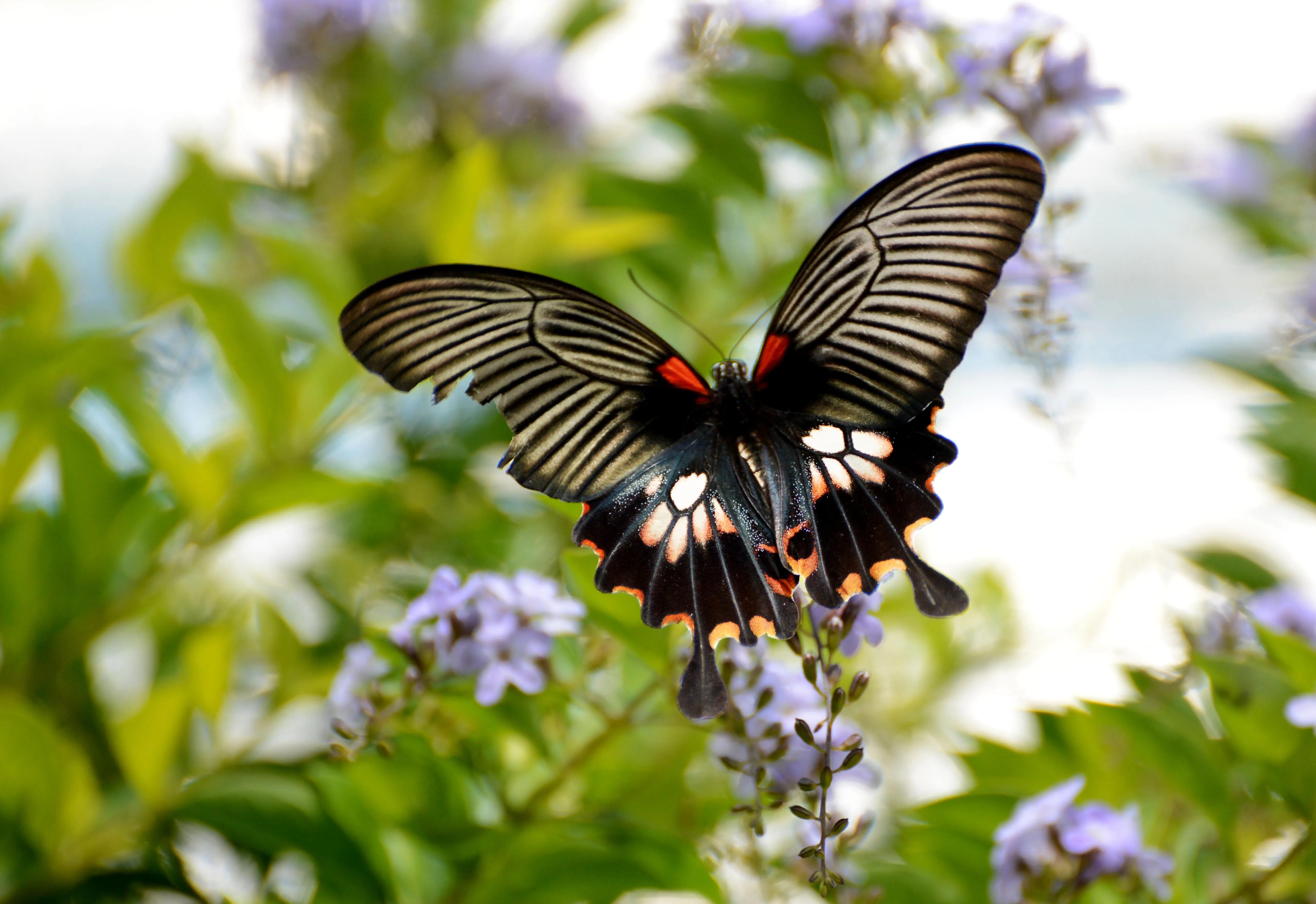 Rare spectacle!150 million butterflies will erupt in Yunnan Red River ...