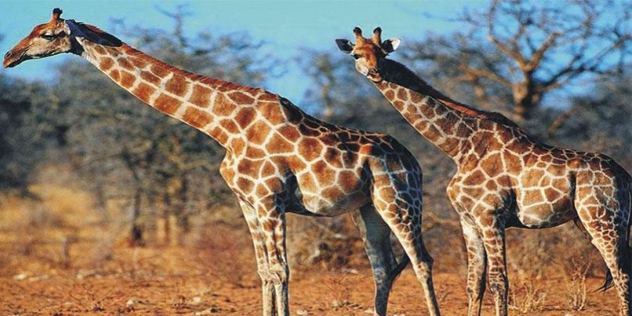 How do fierce giraffes mate with two stories tall, super kicking? - iNEWS