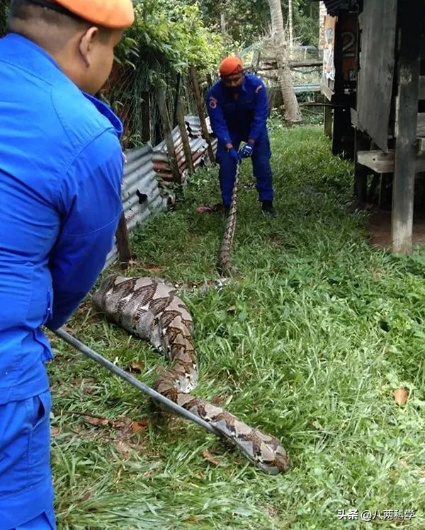 How much prey can a python swallow? The 6-meter-long giant python ...