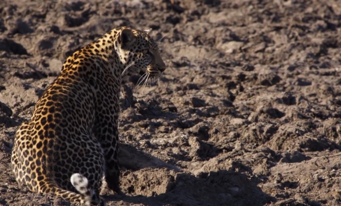 A cheetah claws a large catfish, drags it to the shore and kills a bite ...