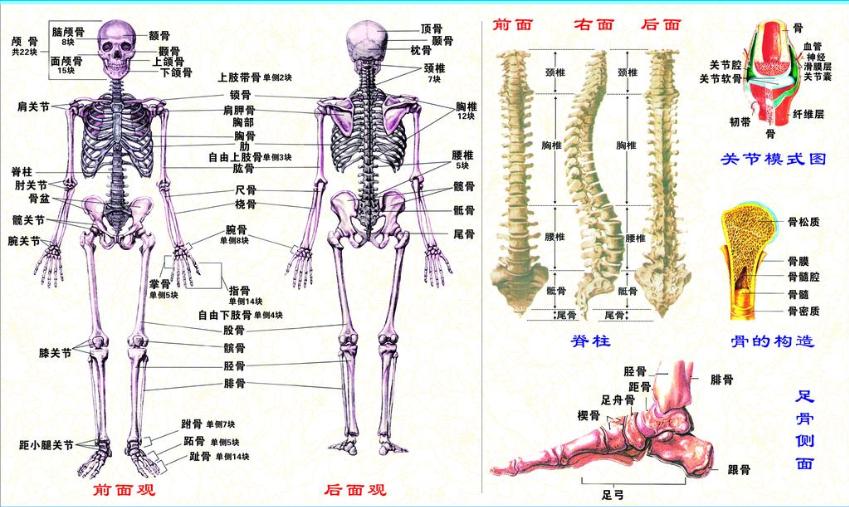 There are 206 bones in the human body. The Chinese generally only have ...