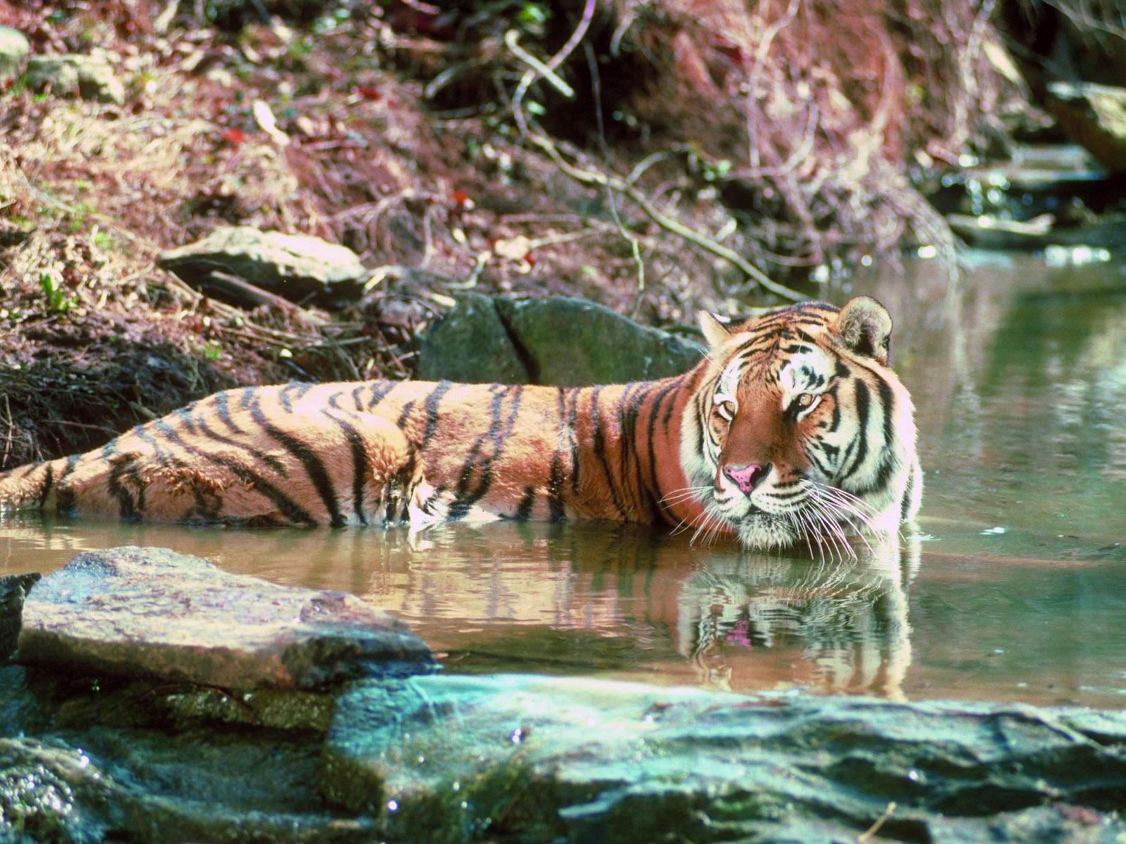 Can the South China Tiger rewild?20 South China tigers have the ability ...