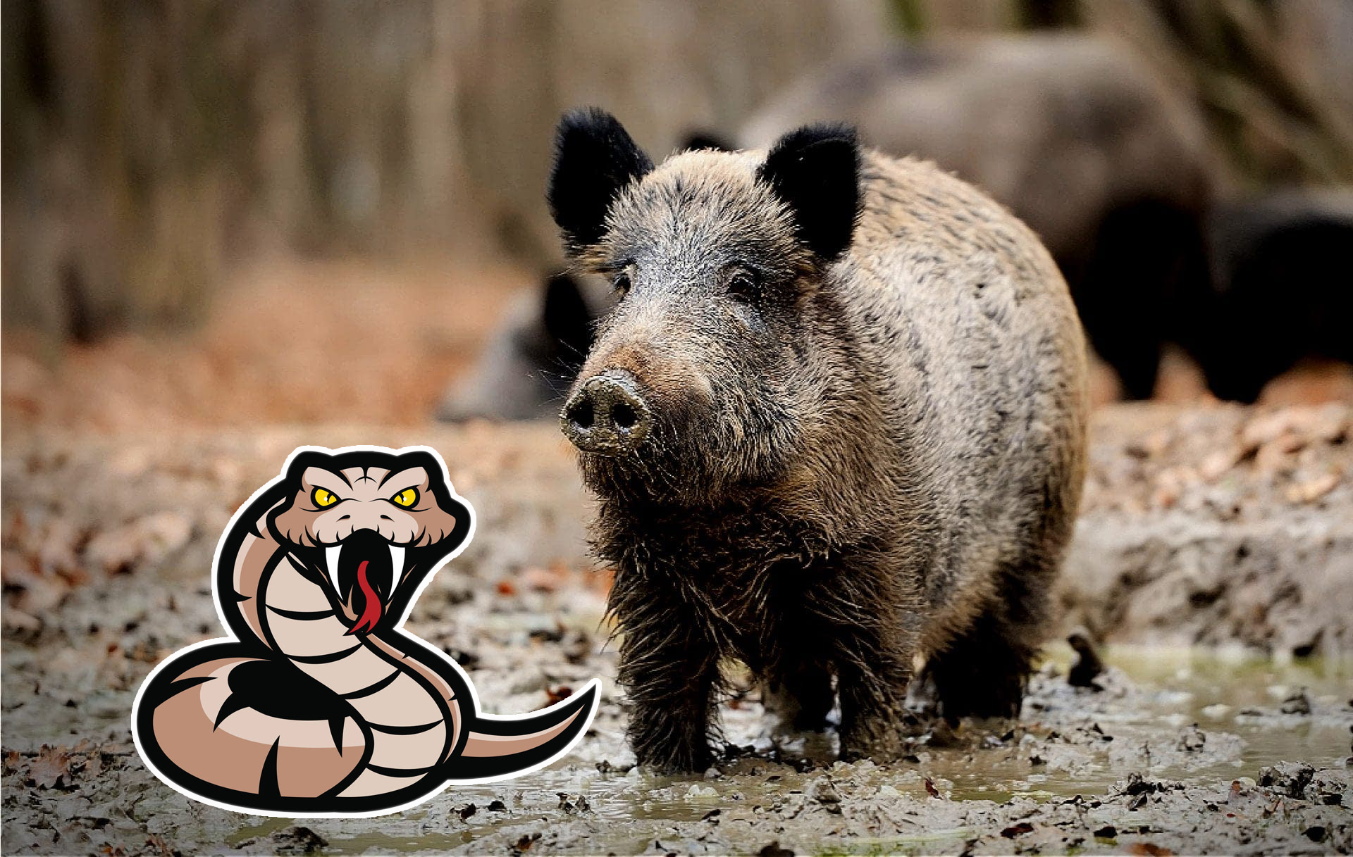 Why did the pig not be poisoned to death after eating the poisonous ...